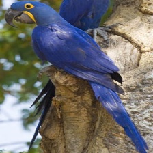 Bird-detection Object Detection Model by doniaaa