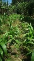 Crops (Maize, Cassava, Sugarcane Vs Grass) Object Detection Dataset and Pre-Trained Model by school