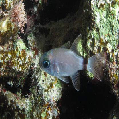 1900 Object Detection Dataset by SHI YUNING