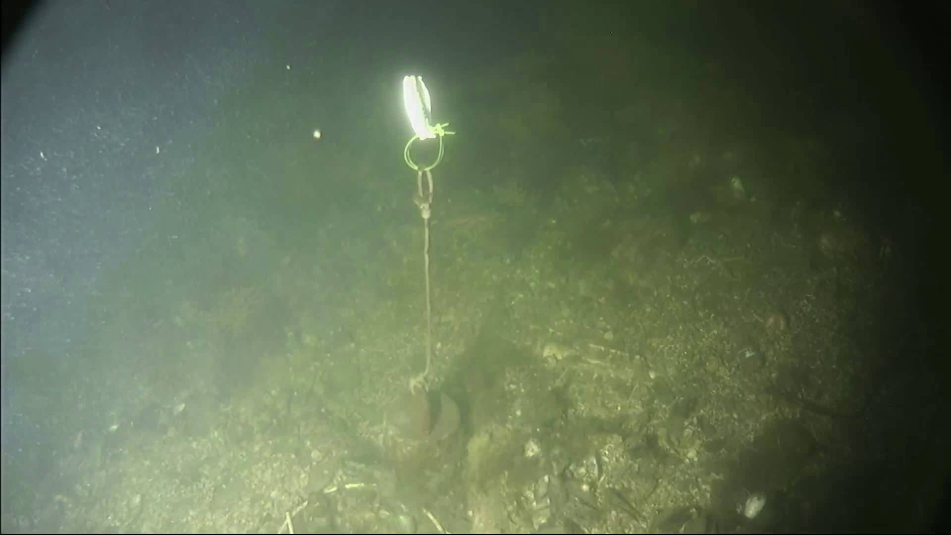 Fish_final Object Detection Dataset by Ibrahim Syed