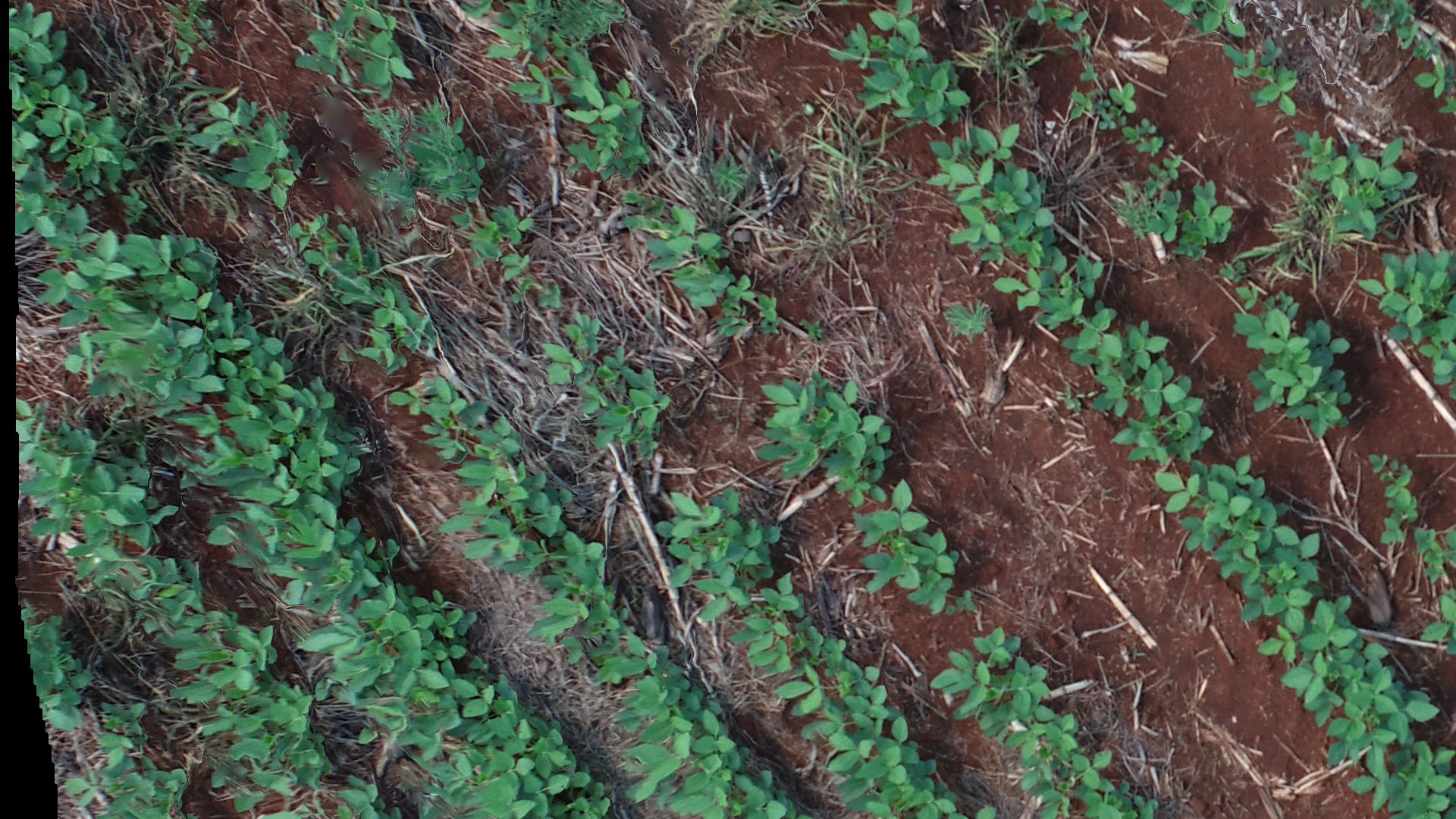 Detection of weeds Object Detection Dataset by Detection