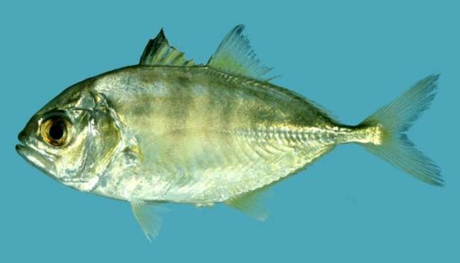 Fish Classification Instance Segmentation Dataset and Pre-Trained Model by COIL Project