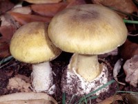 edible and poisonous fungi. 2 Object Detection Dataset and Pre-Trained ...
