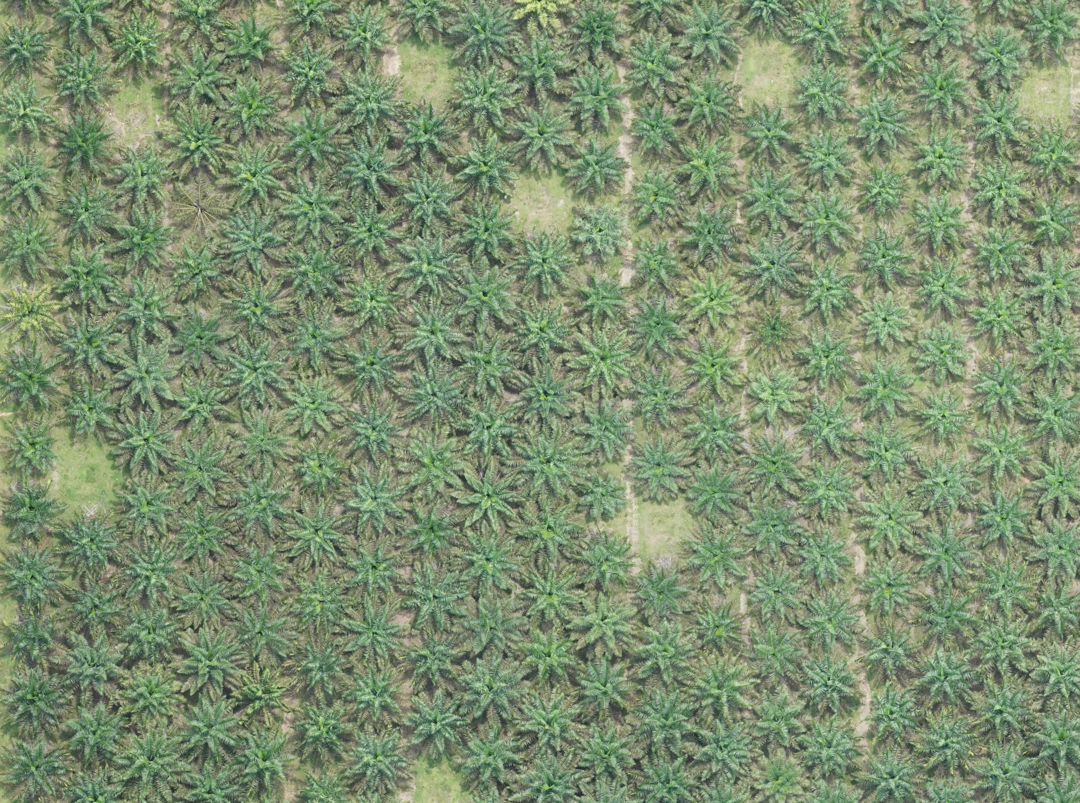 Palm Tree Dataset Object Detection Dataset And Pre Trained Model By Kuliah