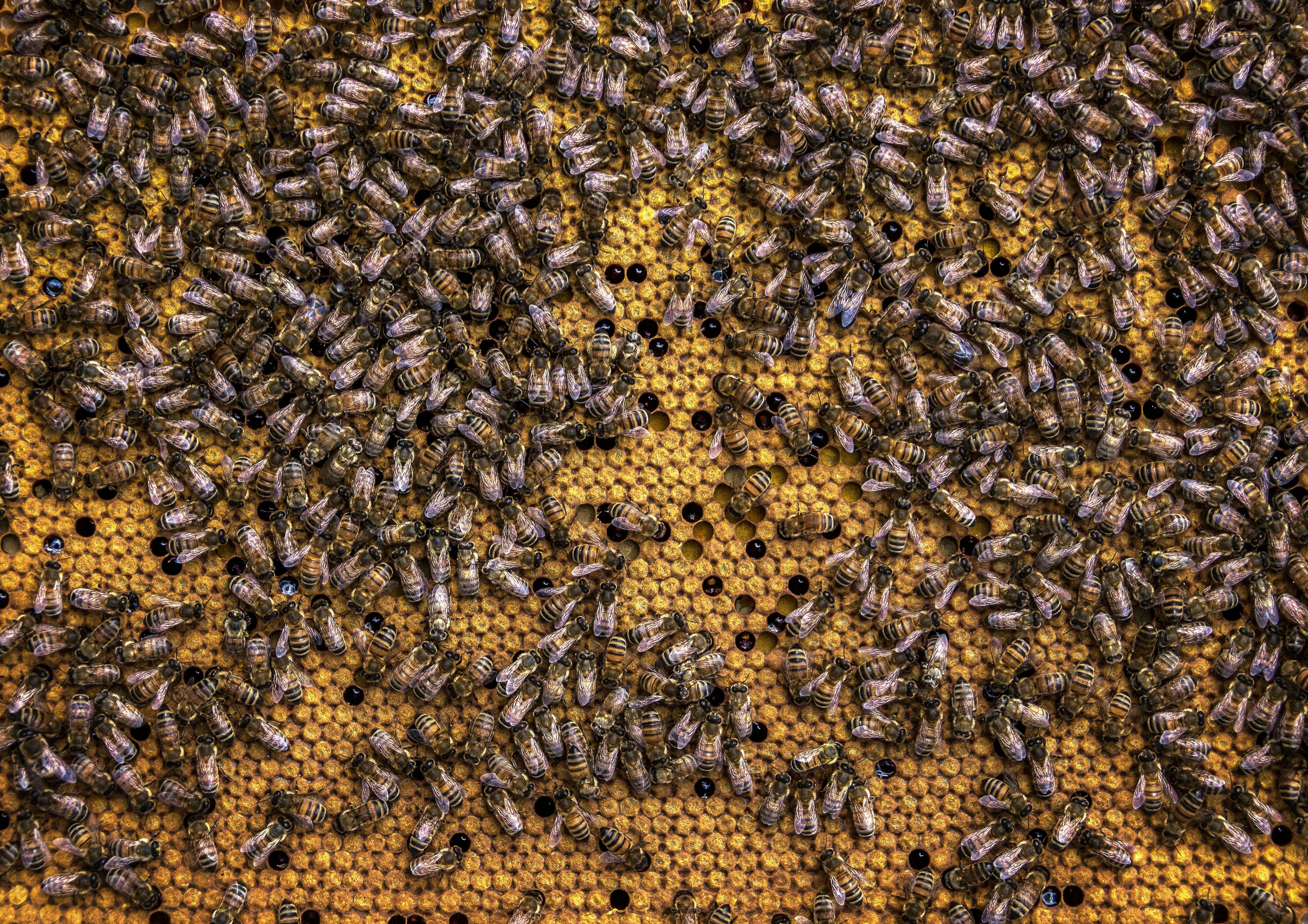 yolov8_bee Instance Segmentation Dataset by farid