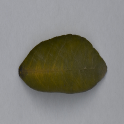 cirtus Object Detection Model by testproject001