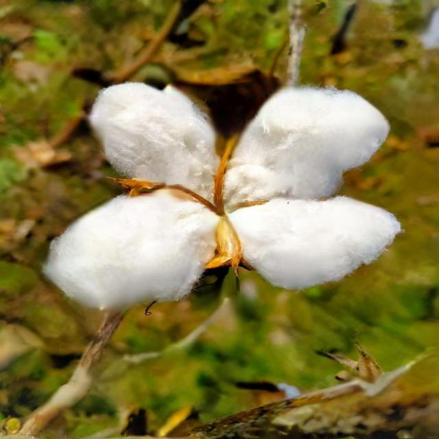 front Object Detection Dataset by cotton