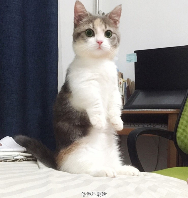 cat Object Detection Model by hongik univ