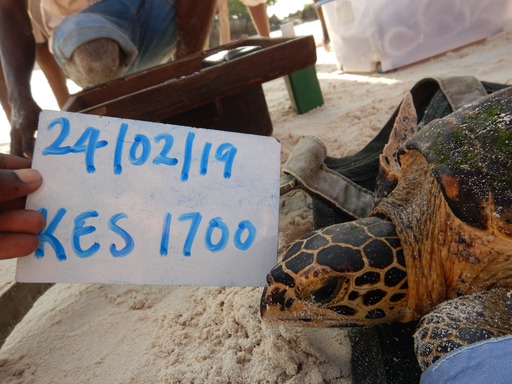 Sea turtle face detection Object Detection Dataset by Mat