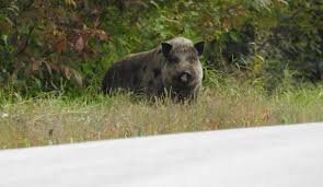 FYP Object Detection Dataset and Pre-Trained Model by Animal detection practice