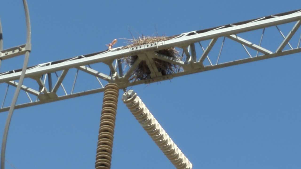 Yolov5 Object Detection Model By Substationyolov5