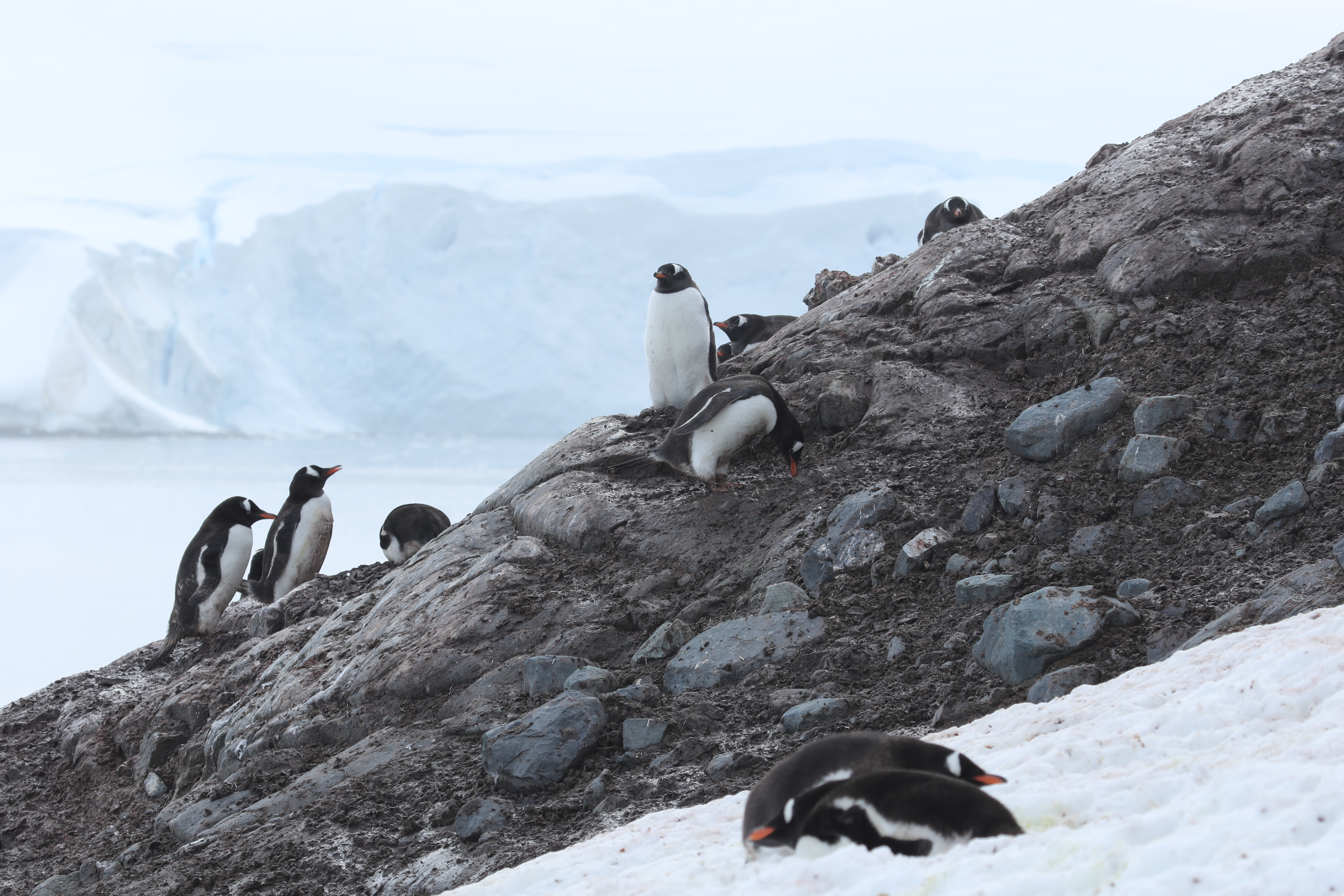 penguin-finder-seg Instance Segmentation Dataset by thegreatfinalproject