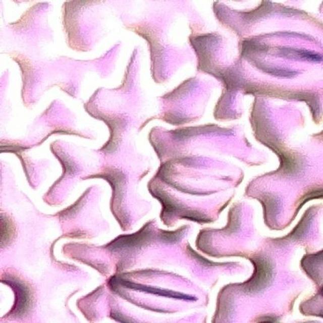 Stomata Cells Object Detection Dataset By Thegreatfinalproject