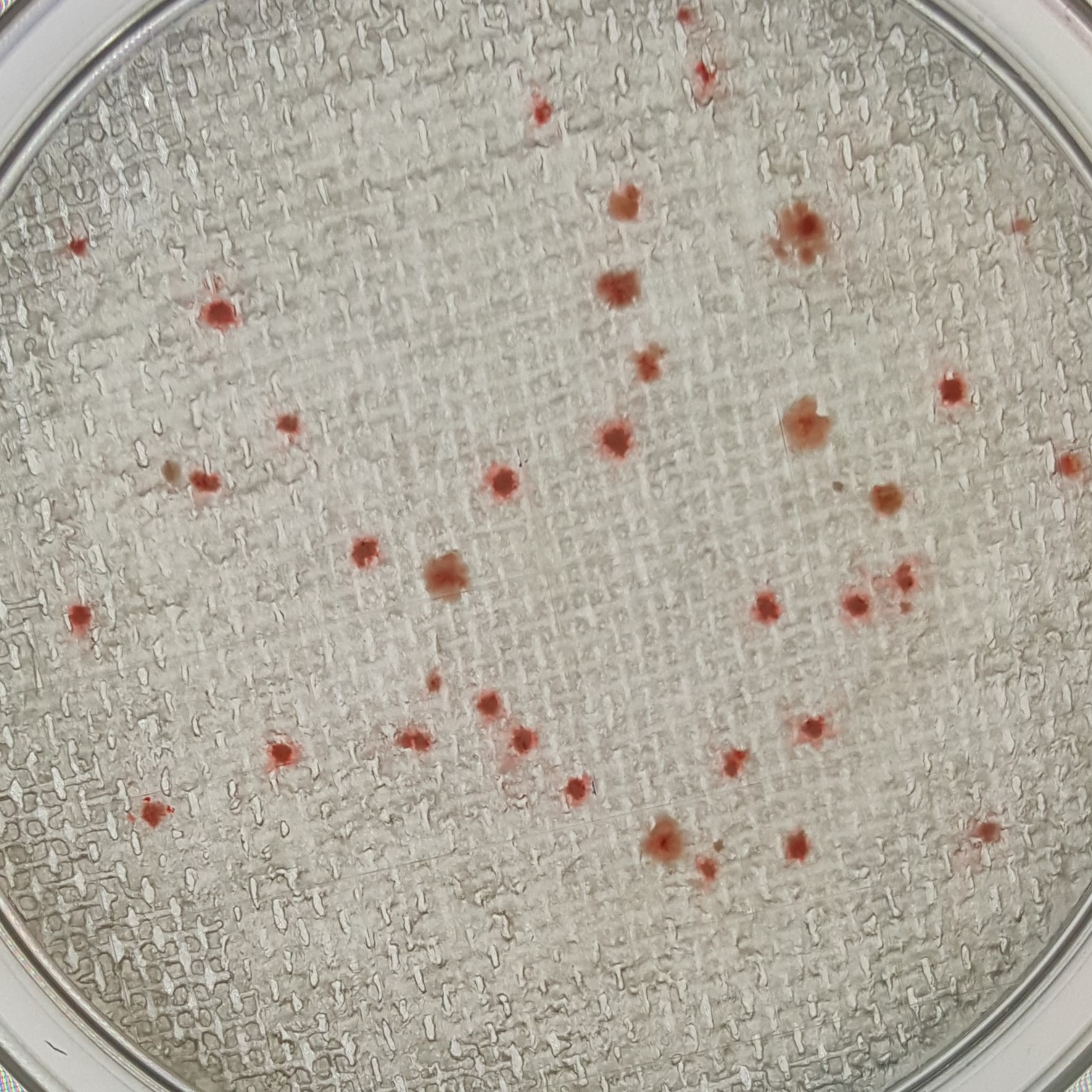 Mold Bad-Ratio Object Detection Dataset by MarchProject