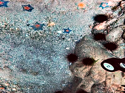 UnderWater Object Detection Dataset by derek