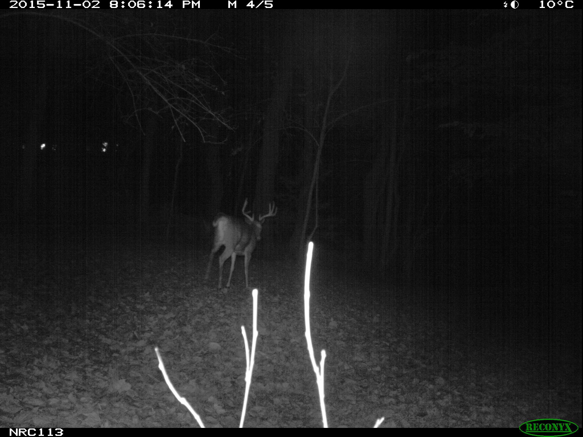 wild_animal_Detection Object Detection Model by ShivaniJaiswal