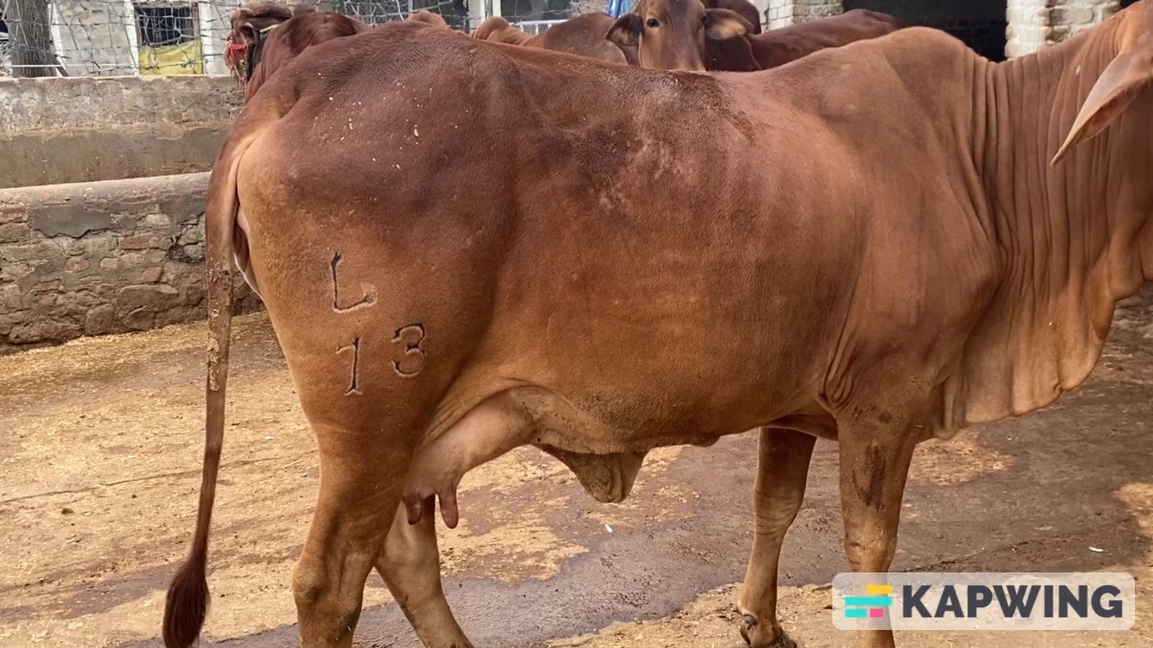 Cow Object Detection Dataset And Pre Trained Model By Fyp