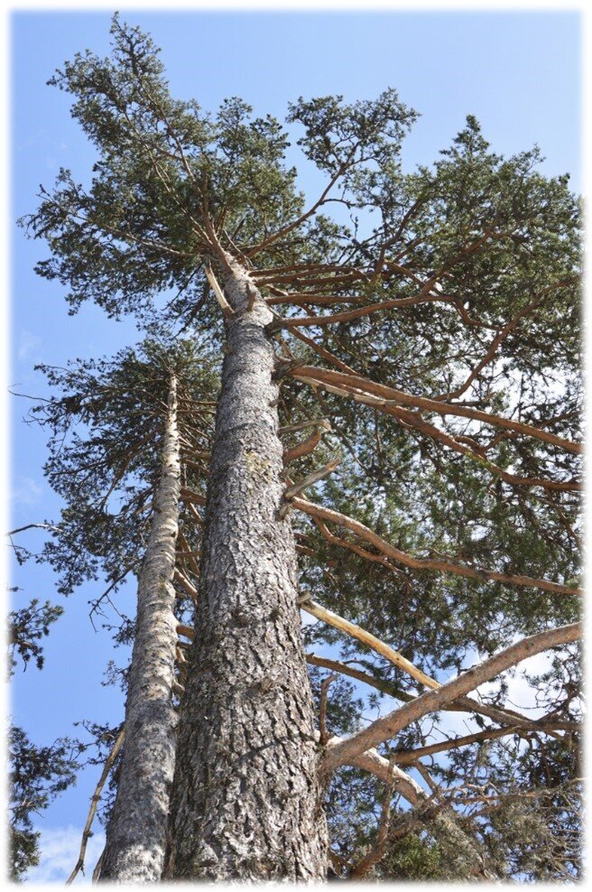 Tree Detection-Classification Object Detection Dataset and Pre-Trained ...