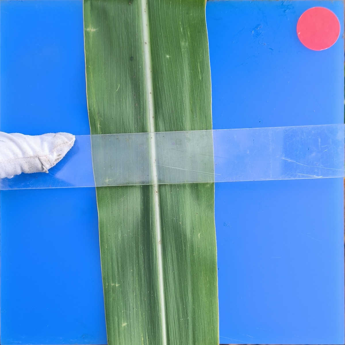 Leaf Phenotyping Instance Segmentation Dataset By Pap3