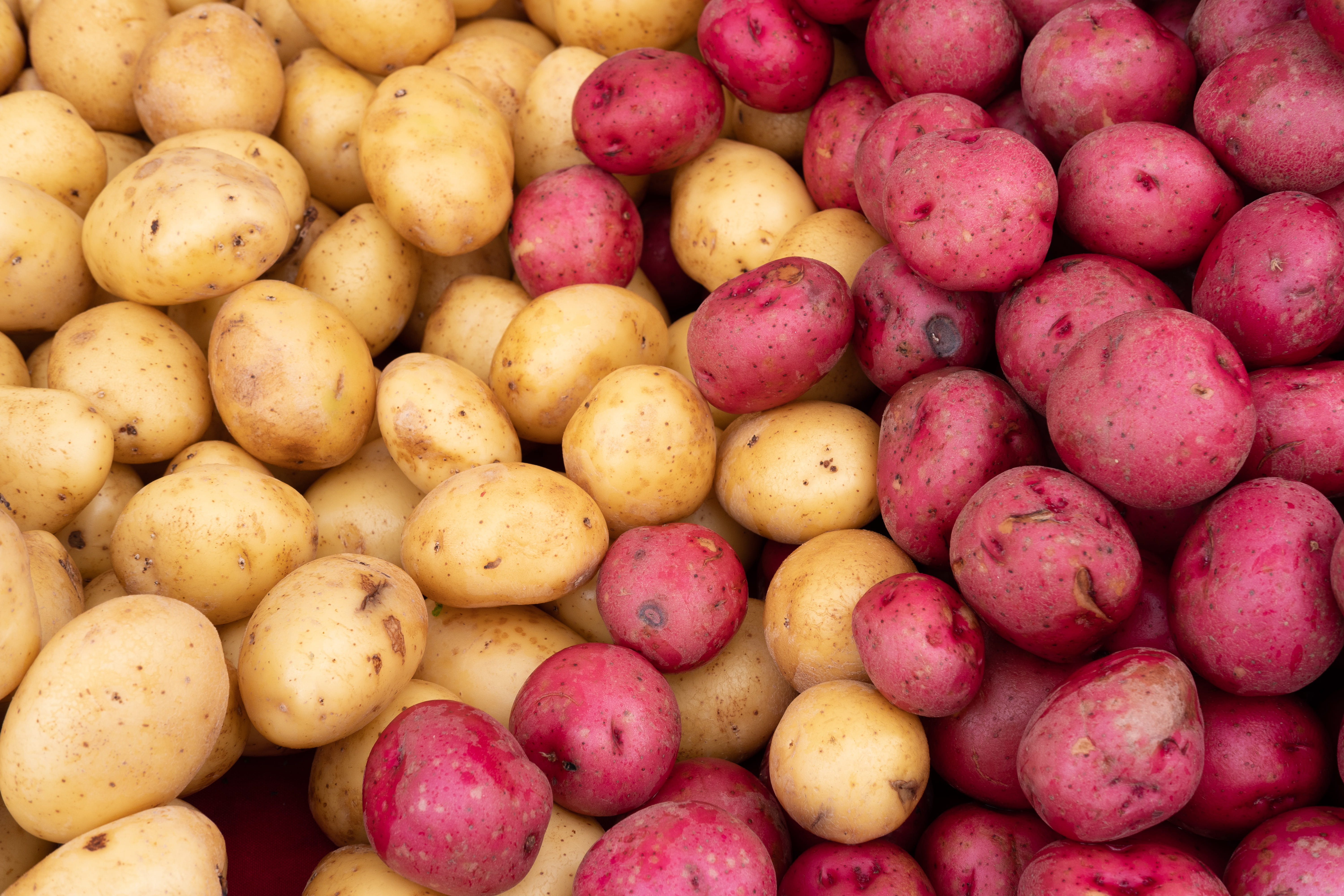 new_Potato Instance Segmentation Dataset by My Space