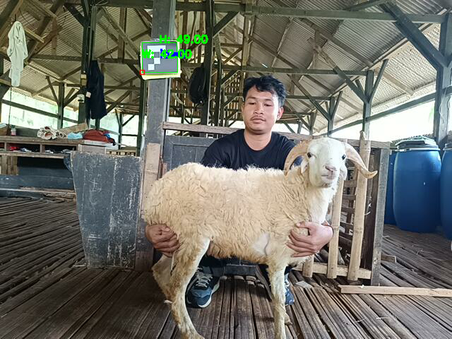 sheep_zaq Instance Segmentation Dataset and Pre-Trained Model by tugas akhir