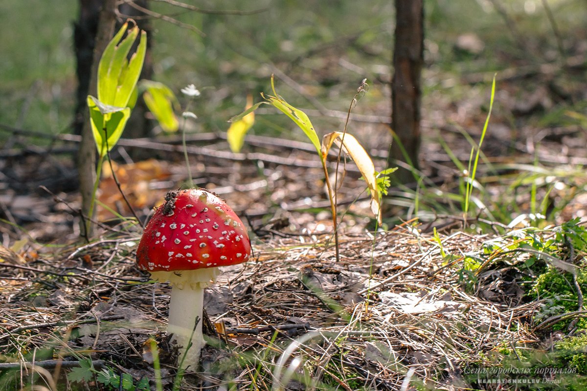 Fly Agaric Object Detection Model by Free
