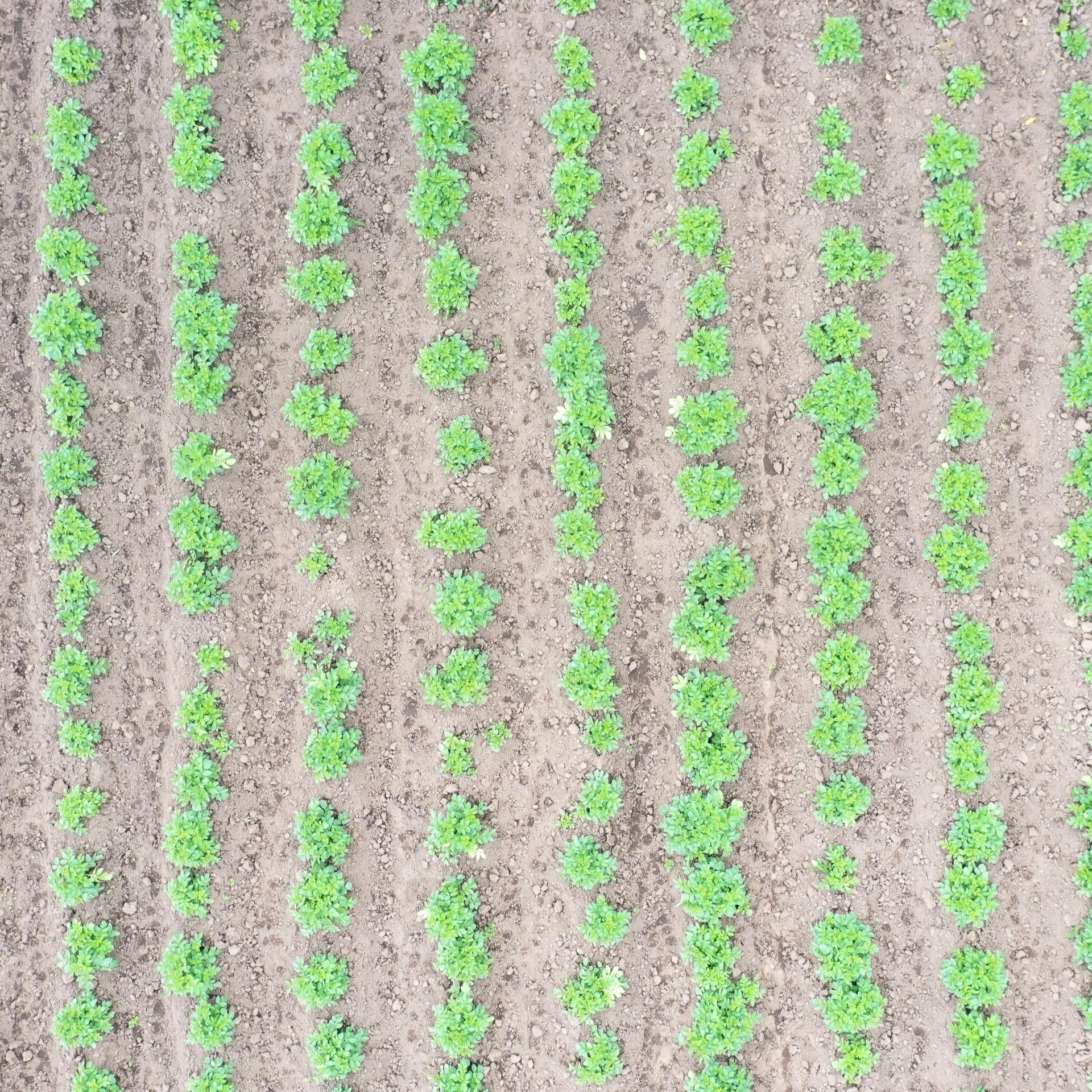 Potatoes Weeds Dataset Object Detection Dataset By Transformer