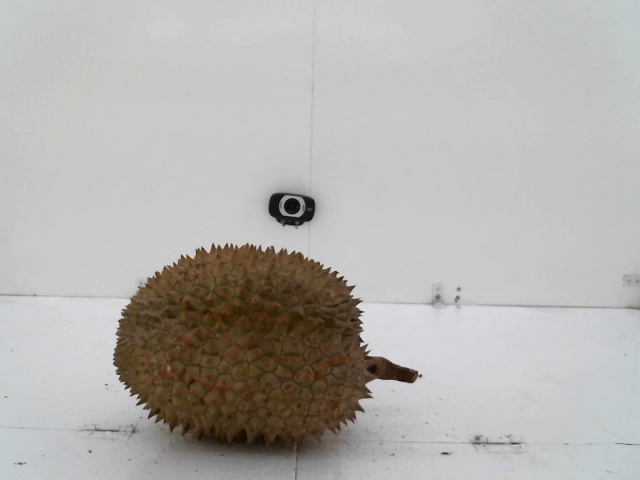 Durian Classifier-ARANCILLO Classification Dataset and Pre-Trained Model by thesis