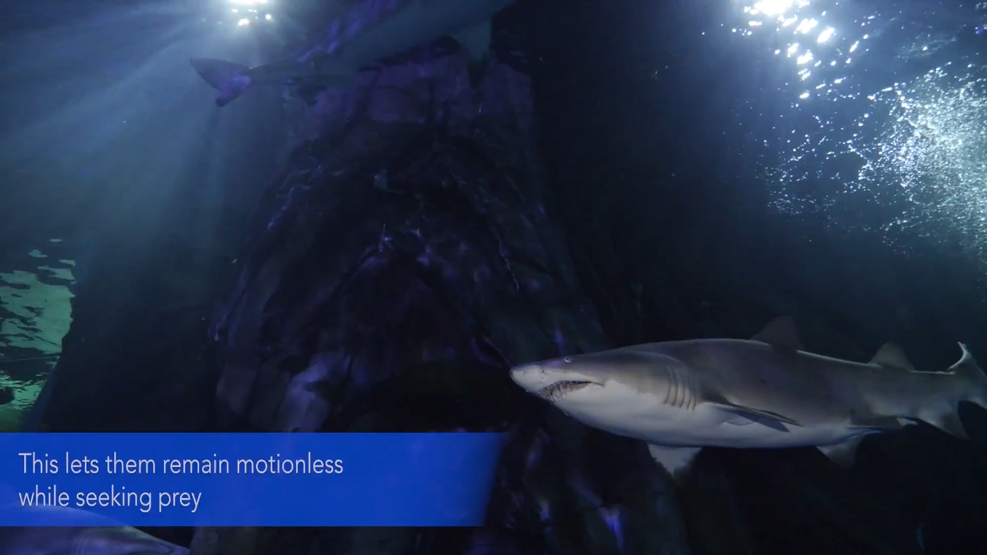 sharks-aquatic-vision Object Detection Model by aquaticvision