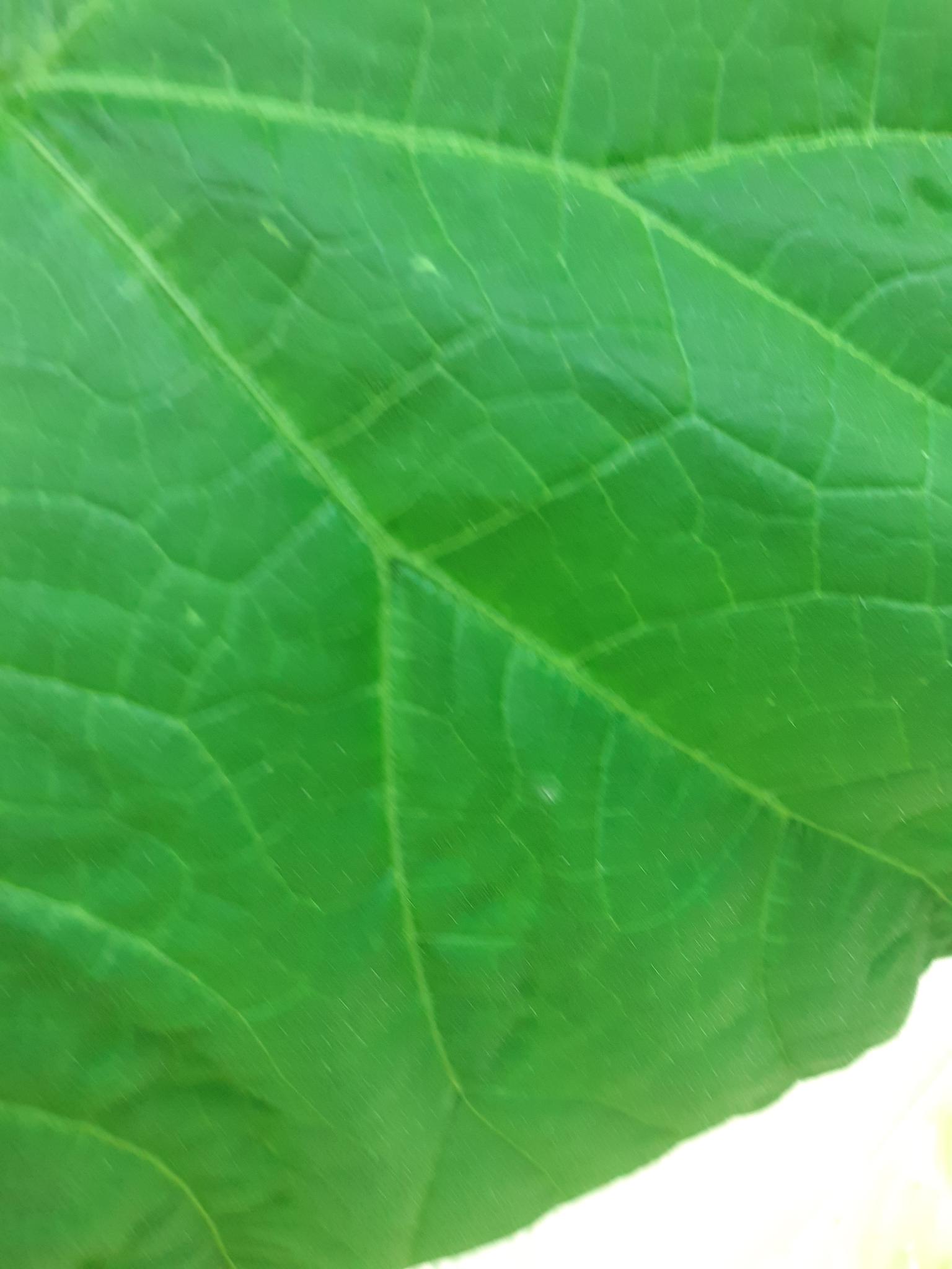 Leaf Segmentation Instance Segmentation Dataset By Flappy Transfer