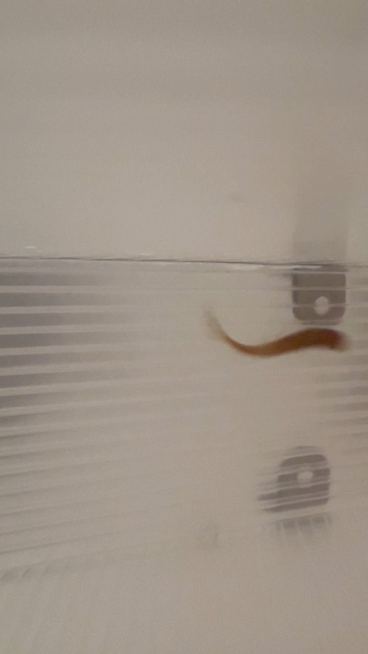 instance fish Instance Segmentation Dataset by Fry Counter