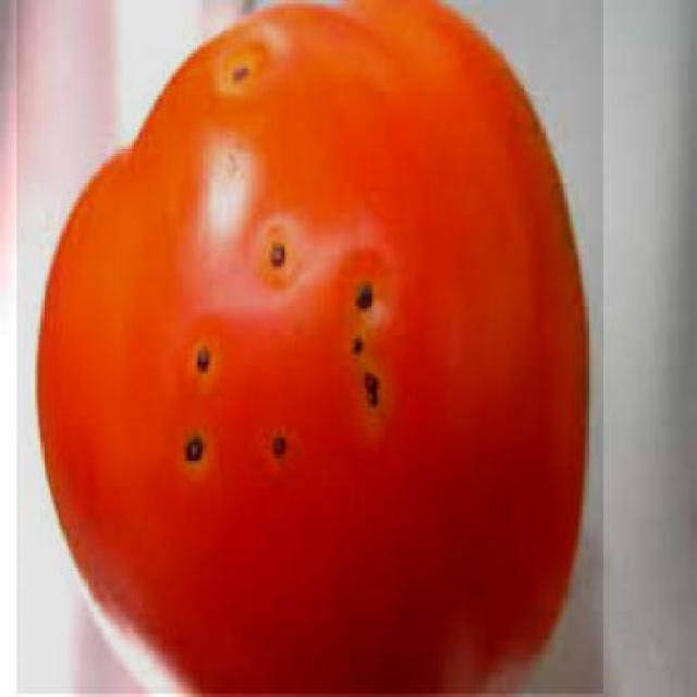 Tomato 2 Instance Segmentation Instance Segmentation Dataset And Pre Trained Model By Erina