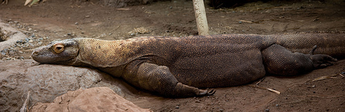 Komodo Dragon Object Detection Dataset and Pre-Trained Model by IDP3