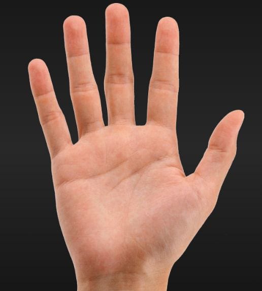 ringo Instance Segmentation Model by ringworm