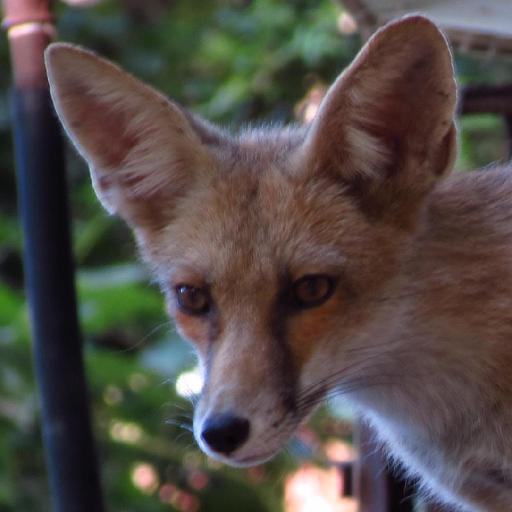 animal detection Object Detection Dataset by taik