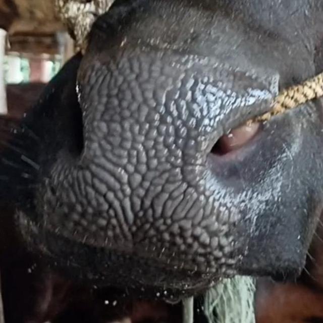 Auto Instance Segmentation Dataset by Bovine