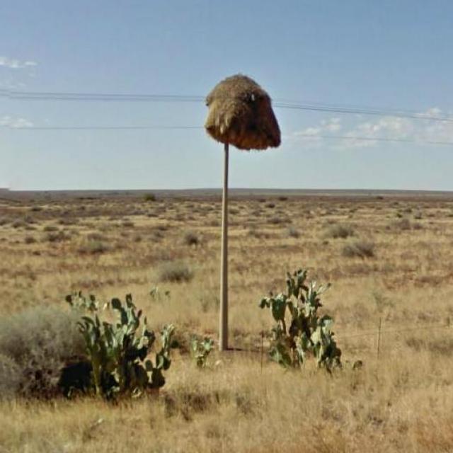 Bird Nest Dataset Object Detection Dataset By Datasets