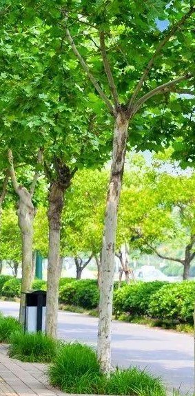 Trees diff view points Object Detection Dataset by Datasets