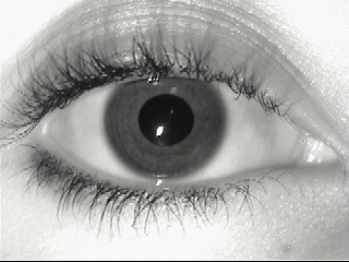 Iris Segmentation Instance Segmentation Model by Rahila N A