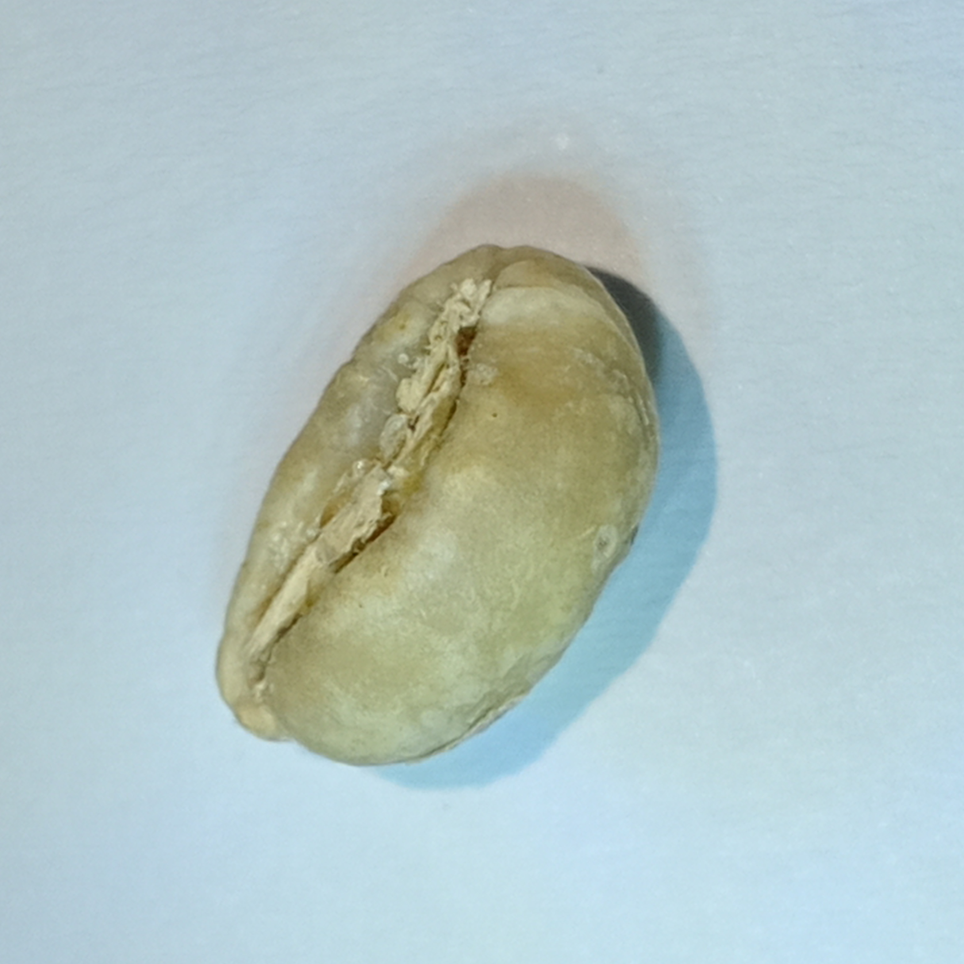 coffee bean detection Object Detection Dataset and Pre-Trained Model by beancoder