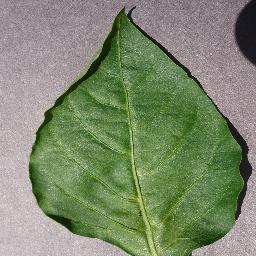 Chilli Plant 2 Object Detection Dataset by FYP