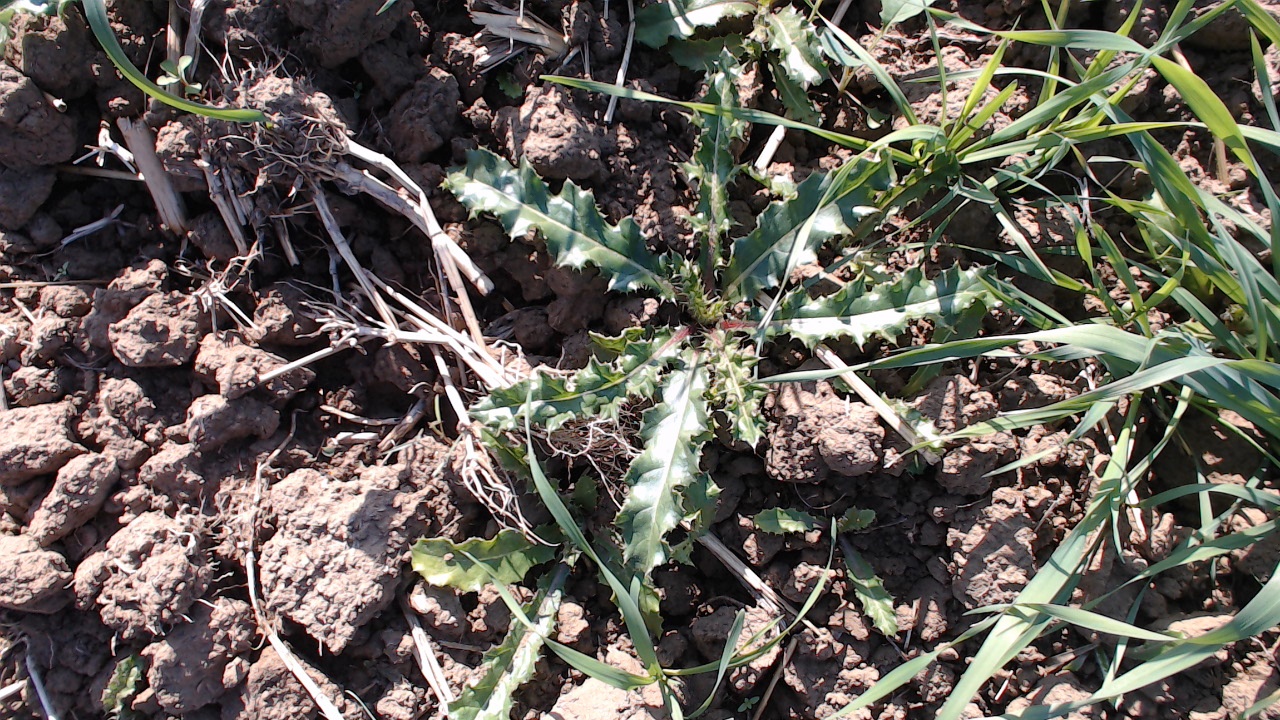 wheat-weeds Instance Segmentation Dataset by Research