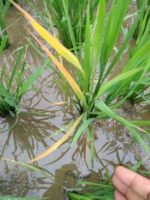 RICE PLANT LEAF DISEASE CLASSIFICATION Classification Model by Rice