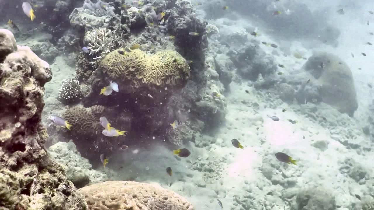 NIOT_Greendataset Instance Segmentation Dataset by public