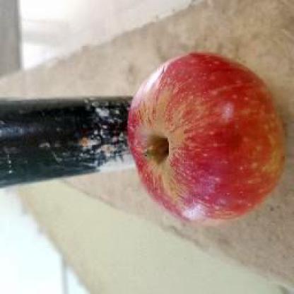 apple Object Detection Dataset and Pre-Trained Model by pmWesselhva