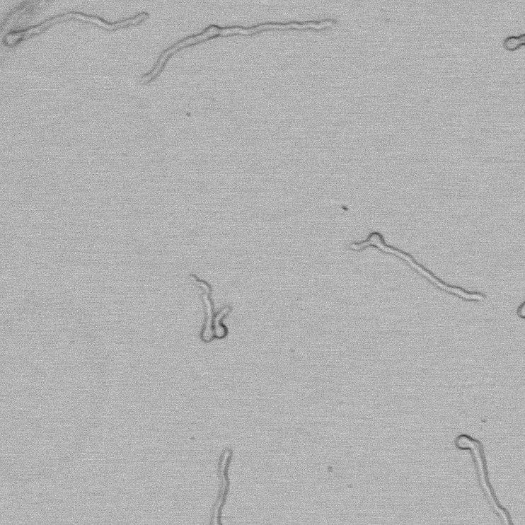 fungus Object Detection Dataset by new-workspace-evkce