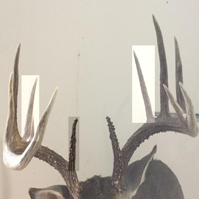 Antler-Detection Classification Dataset by Nimble