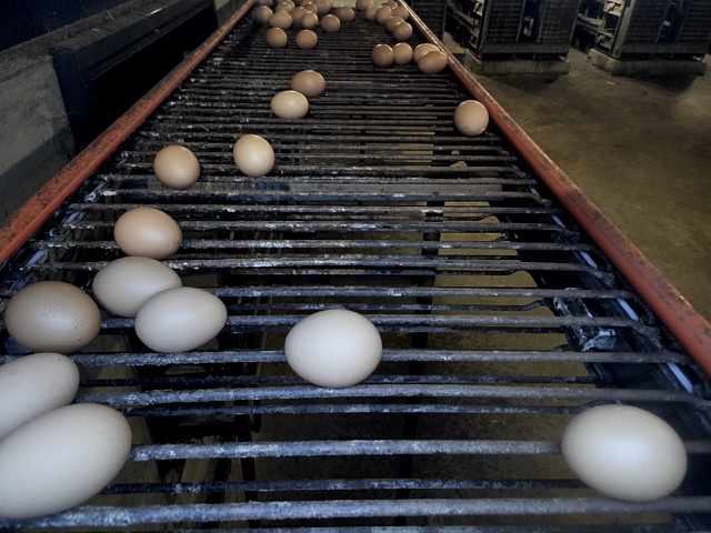 Egg Detect Instance Segmentation Dataset And Pre Trained Model By Eggdetect