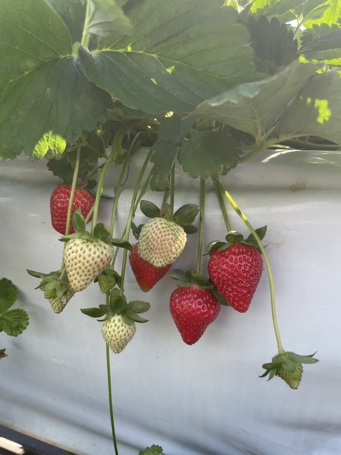 strawberrys segmentation Instance Segmentation Dataset by ZEAN561