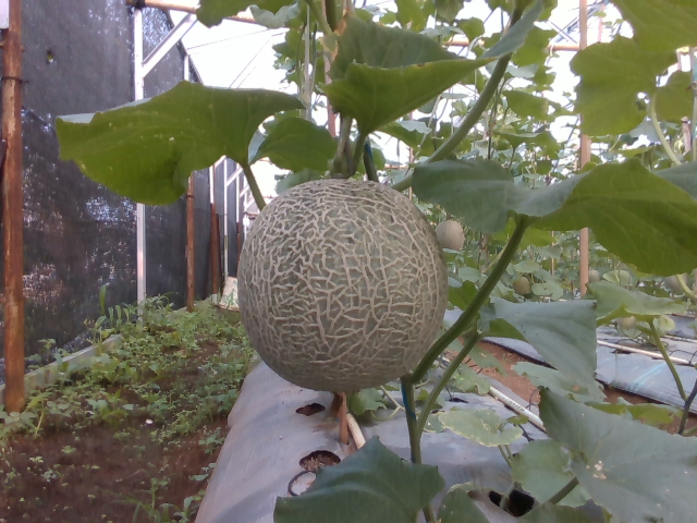 350 Instance Segmentation Dataset by thesis alif